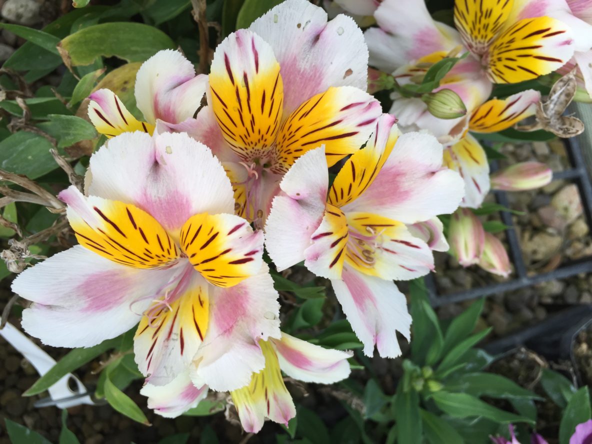 Alstroemeria Inca Smile - Springvale Garden Centre