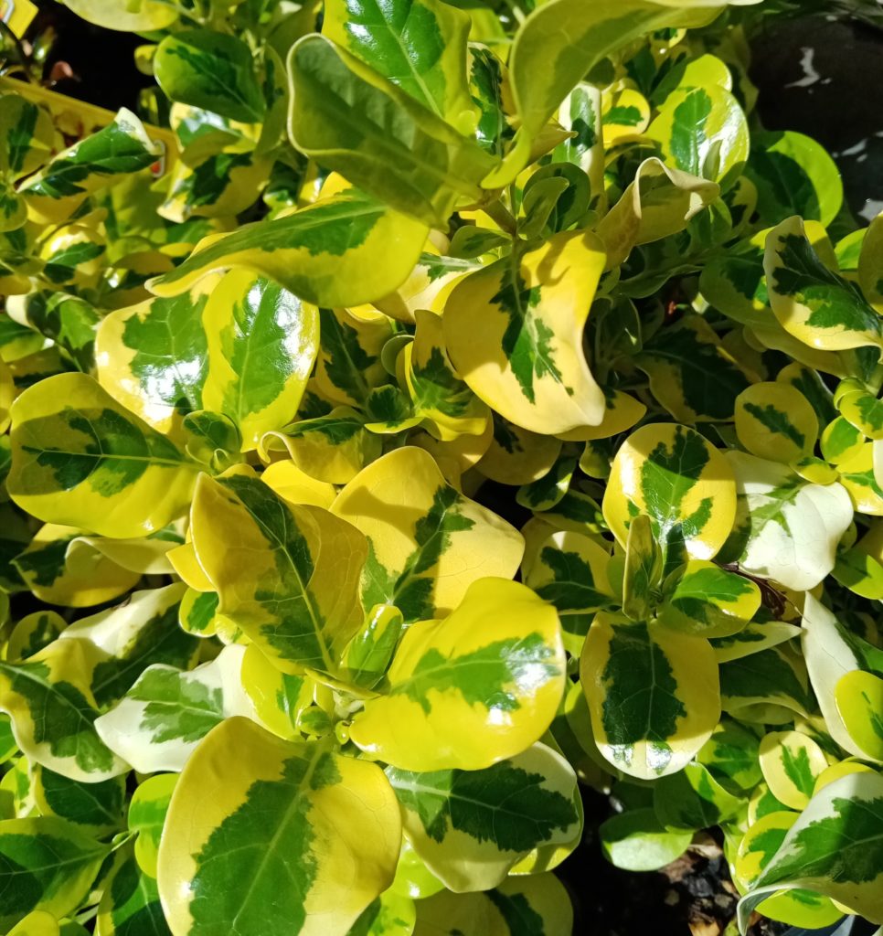 Coprosma Green & Gold 1.3lt - Springvale Garden Centre
