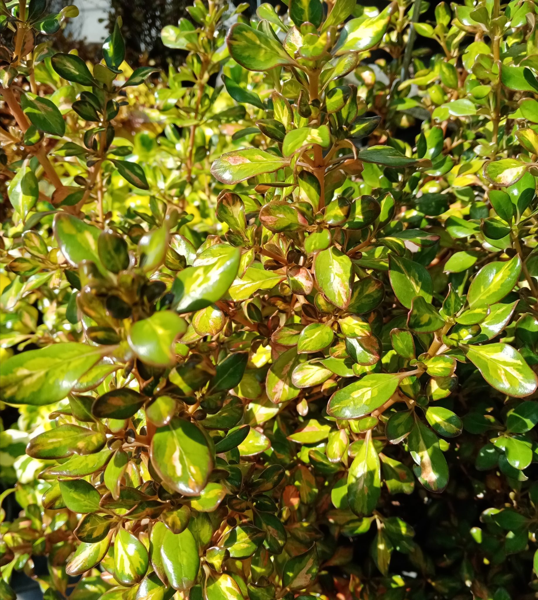 Coprosma Pride 1.3lt - Springvale Garden Centre