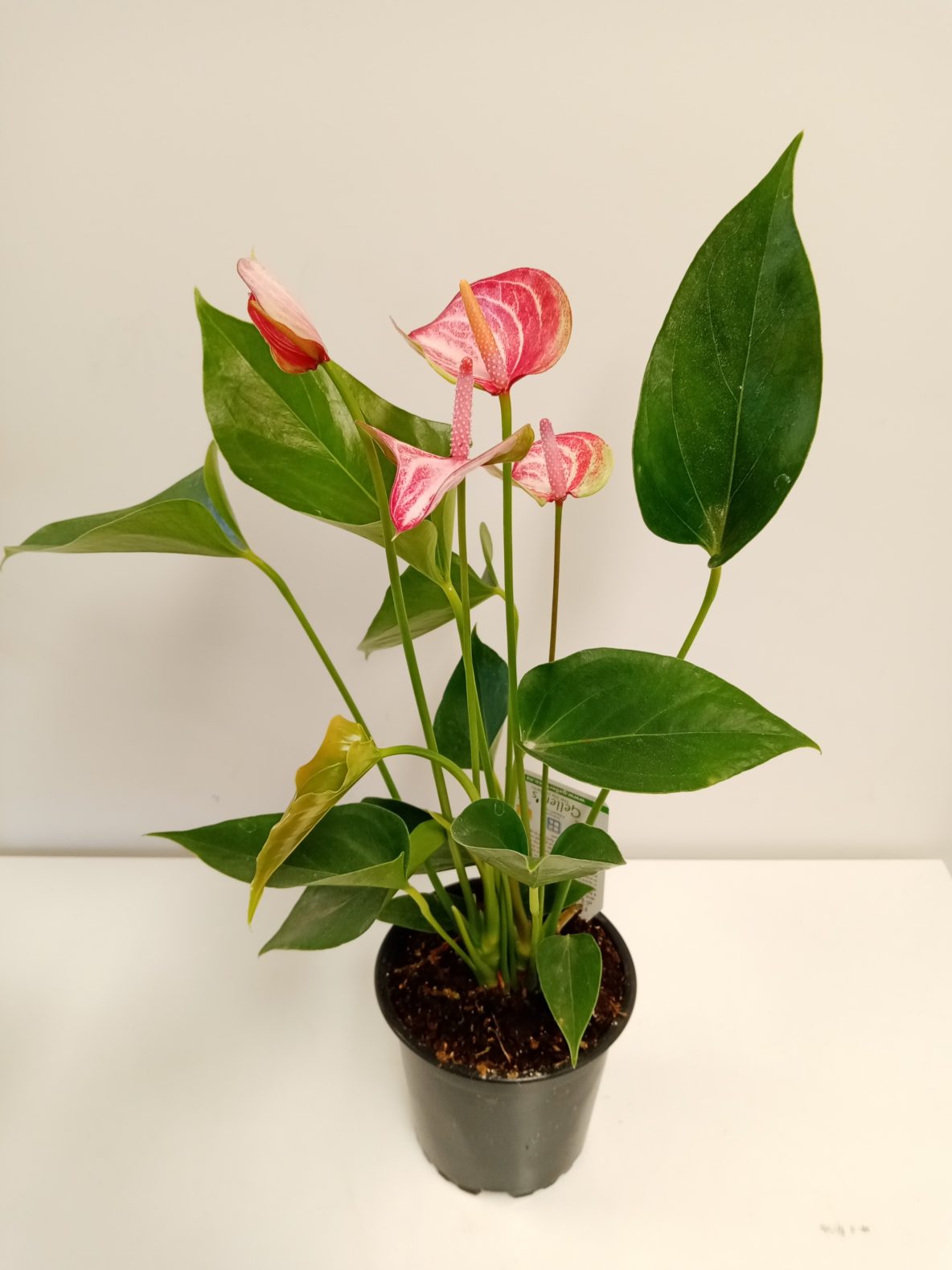 Anthurium Livium 12cm - Springvale Garden Centre
