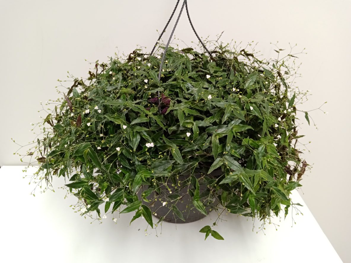 Bridal Veil 30cm basket - Springvale Garden Centre