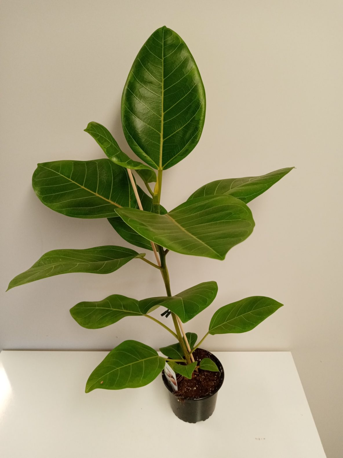 Ficus Altissima Variegata 14cm - Springvale Garden Centre