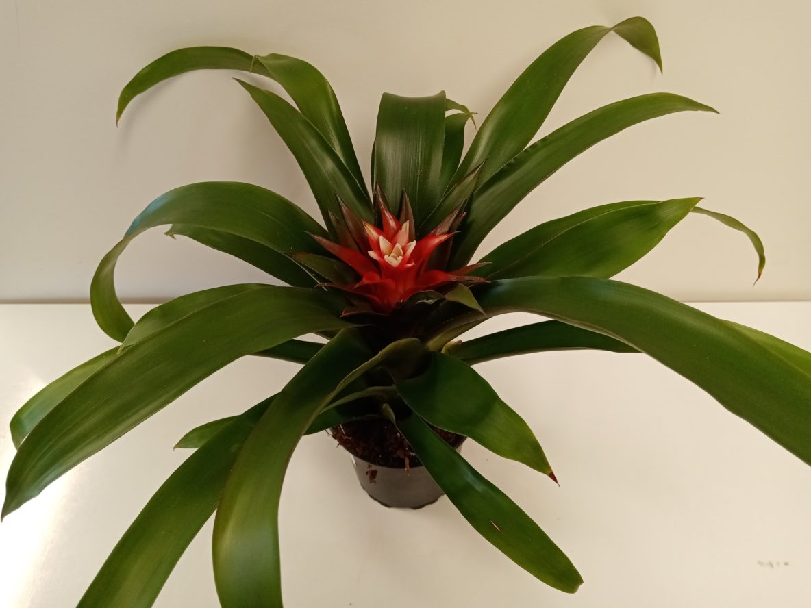 Guzmania Hope 11cm - Springvale Garden Centre
