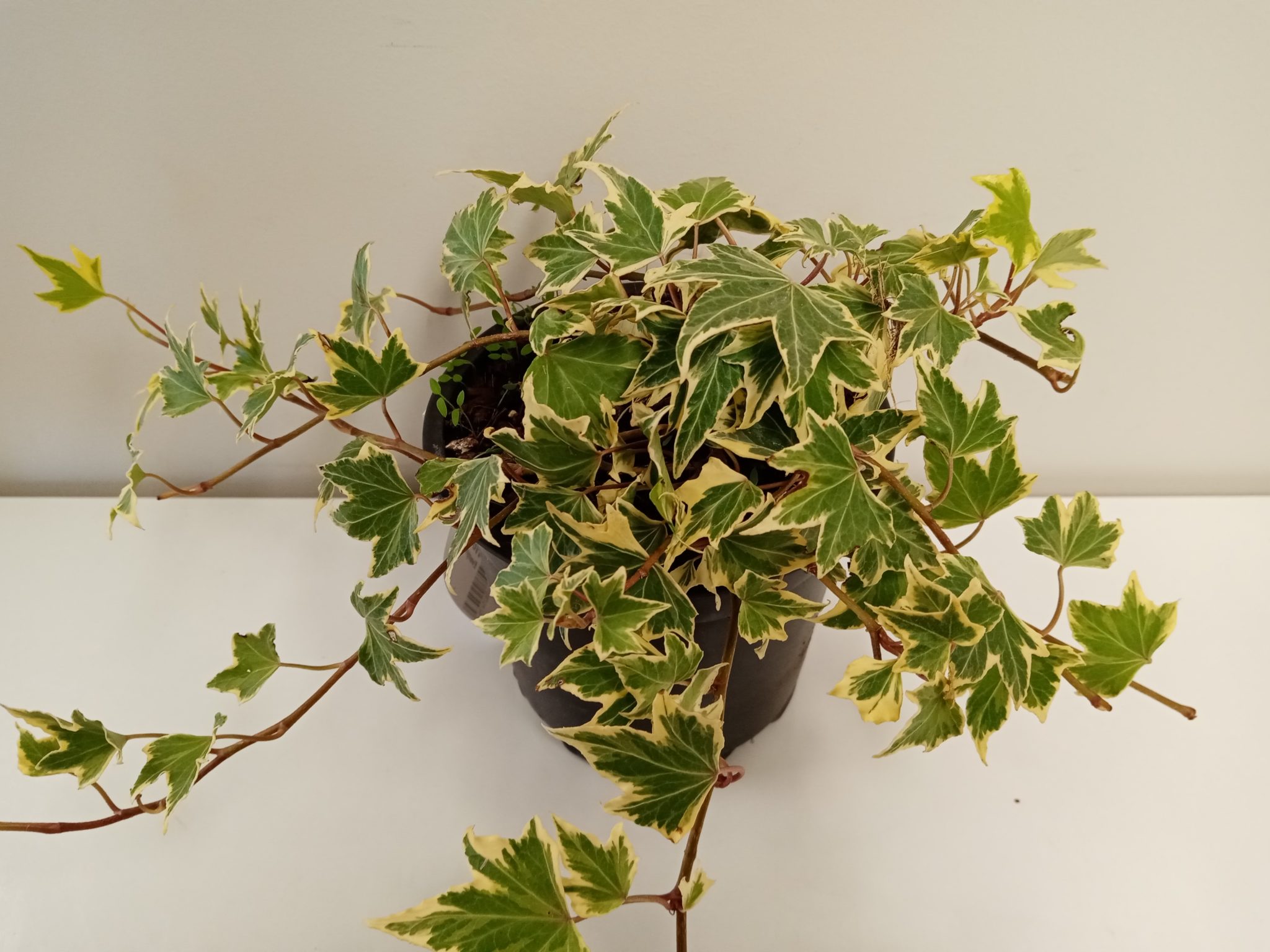 Hedera Gold Variegata - Springvale Garden Centre