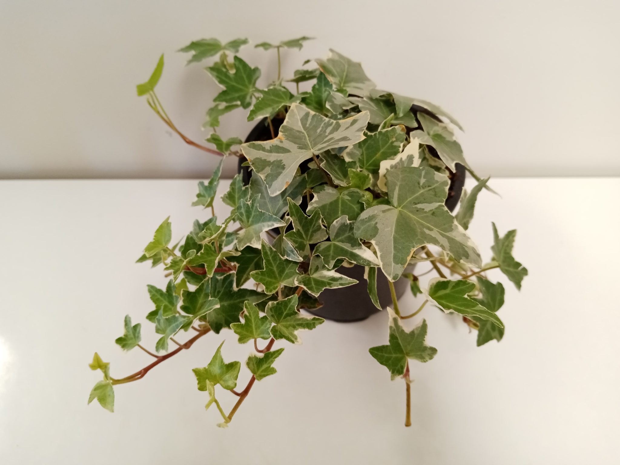Hedera Silver Variegata - Springvale Garden Centre