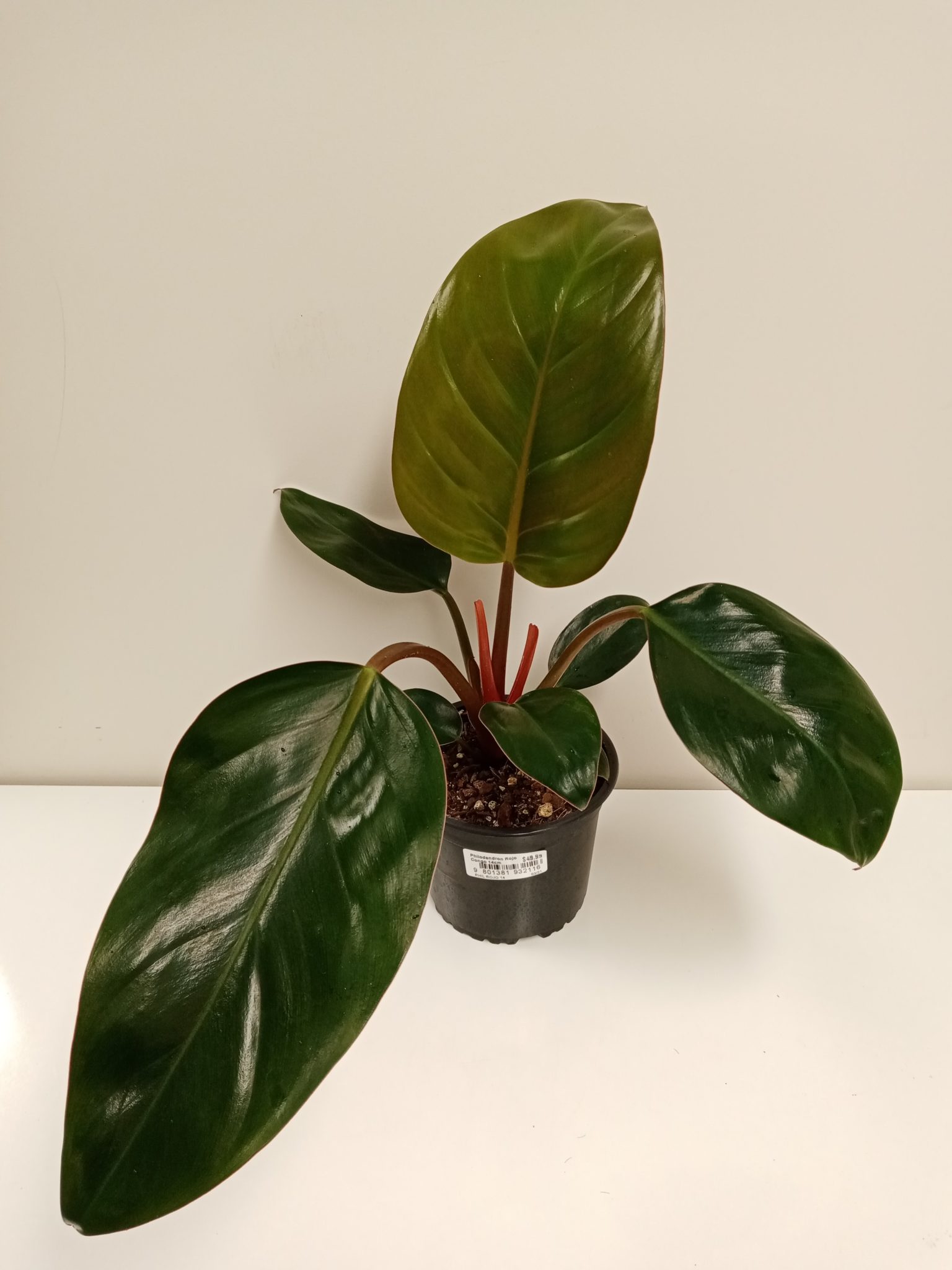 Philodendron Rojo Congo 14cm - Springvale Garden Centre
