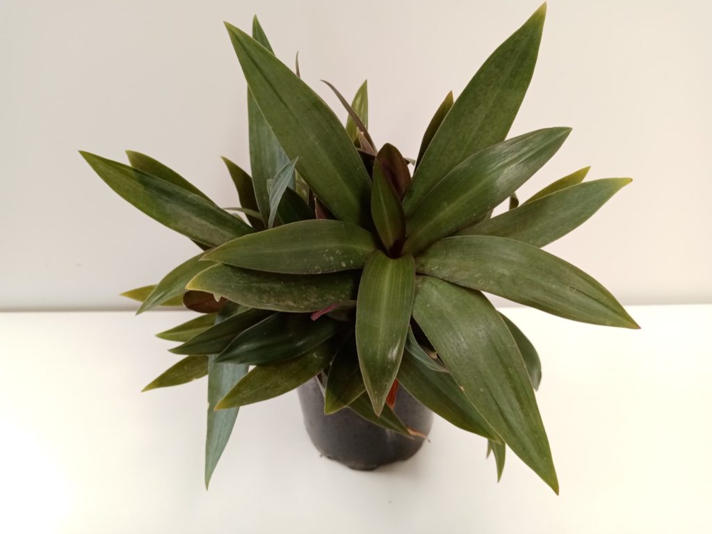 Rhoeo Discolour 12cm - Springvale Garden Centre