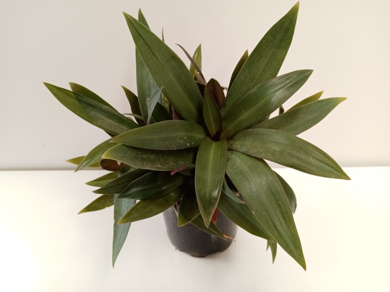 Rhoeo Discolour 12cm - Springvale Garden Centre