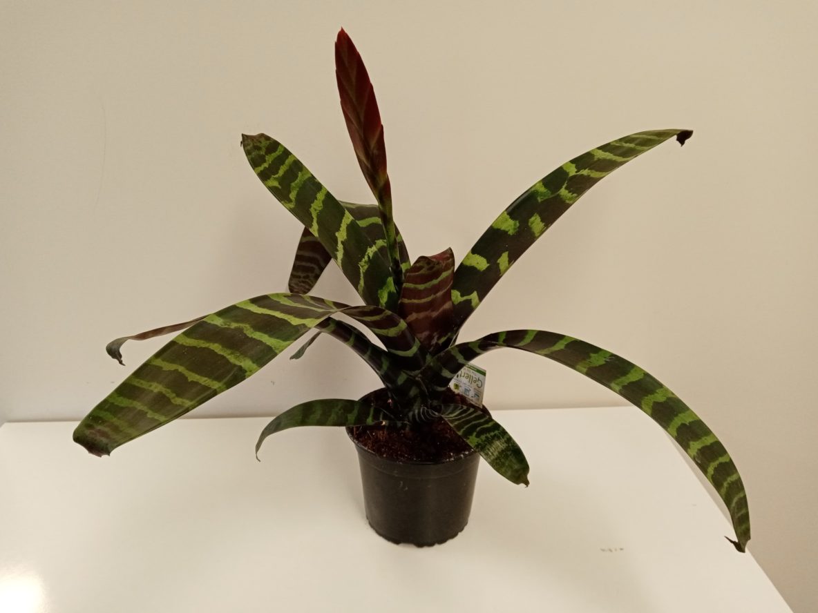 14cm Vriesea Splenriet - Springvale Garden Centre