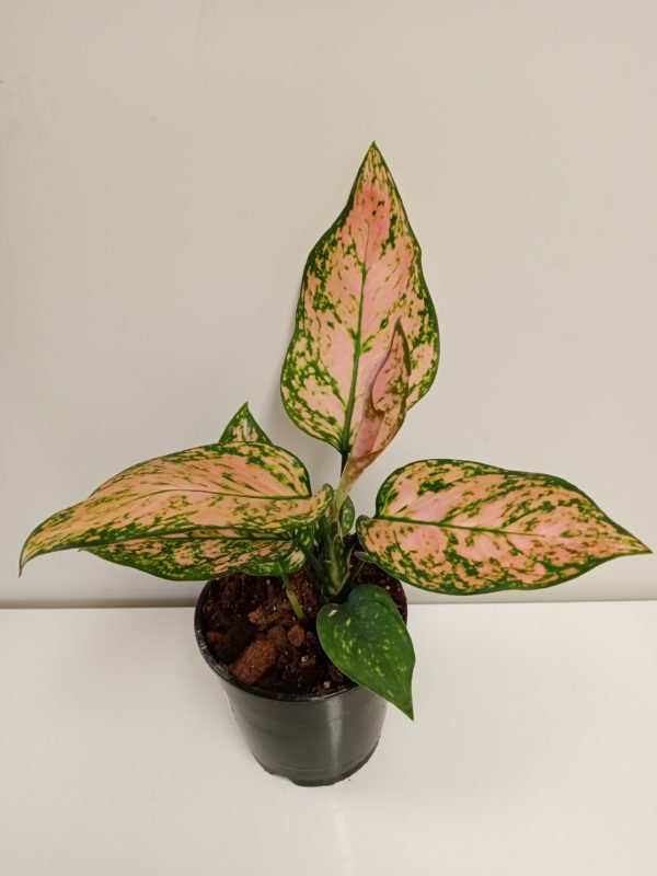 Aglaonema Lady Valentine 12cm - Springvale Garden Centre