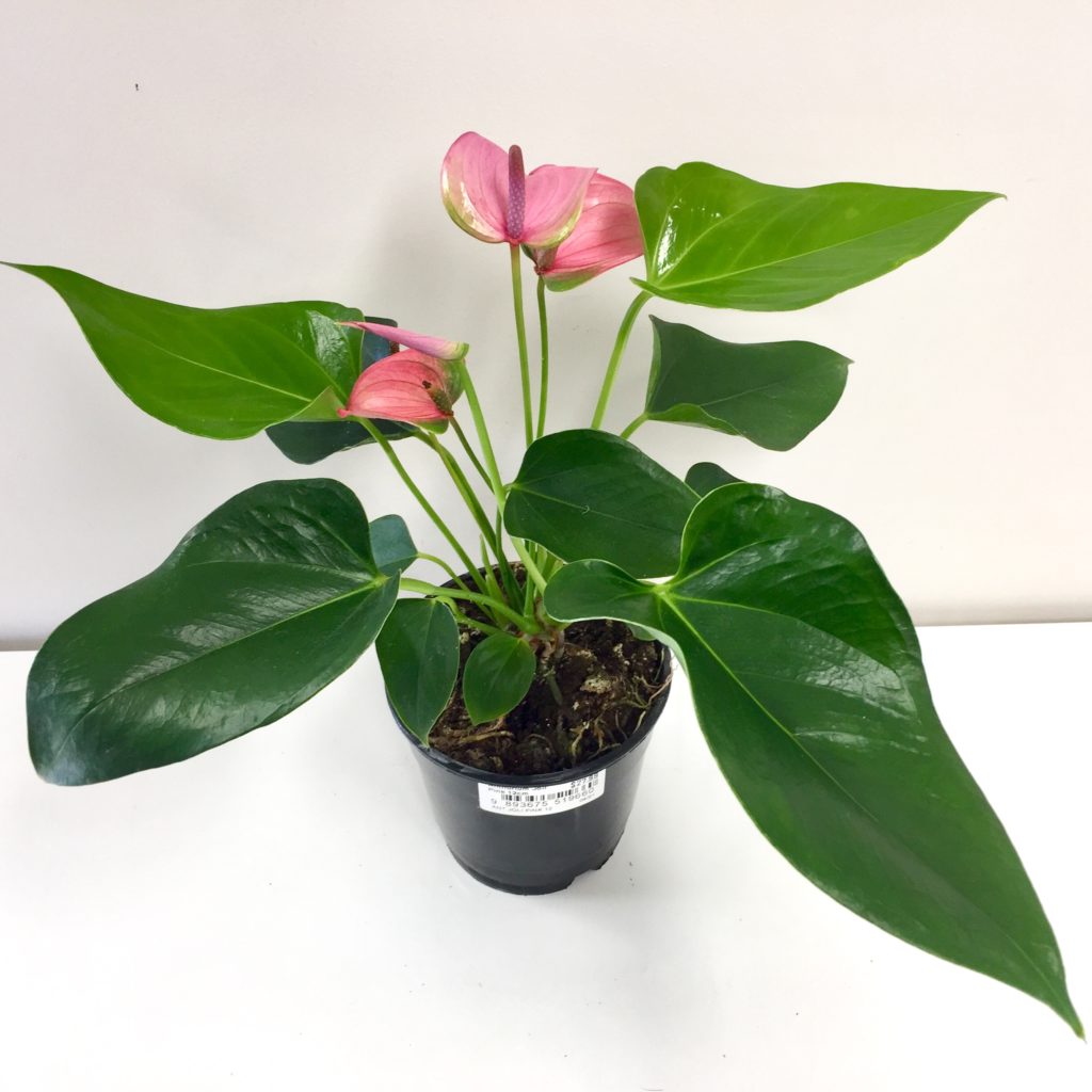 Anthurium Joli Pink 12cm - Springvale Garden Centre