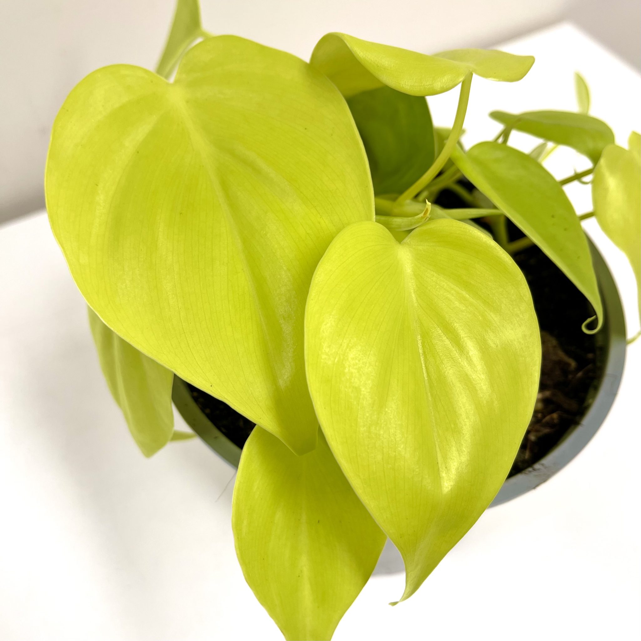 Philodendron Cordatum Gold 15c - Springvale Garden Centre