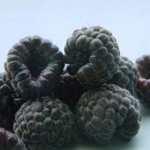 Raspberry Ebony - Springvale Garden Centre