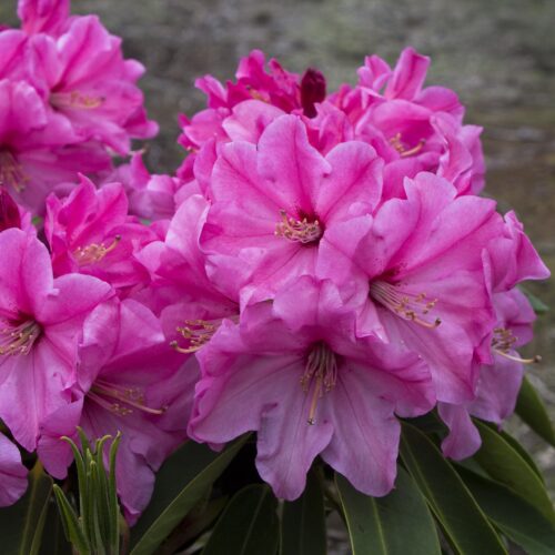 Rhodo Ruby Bowman - Springvale Garden Centre
