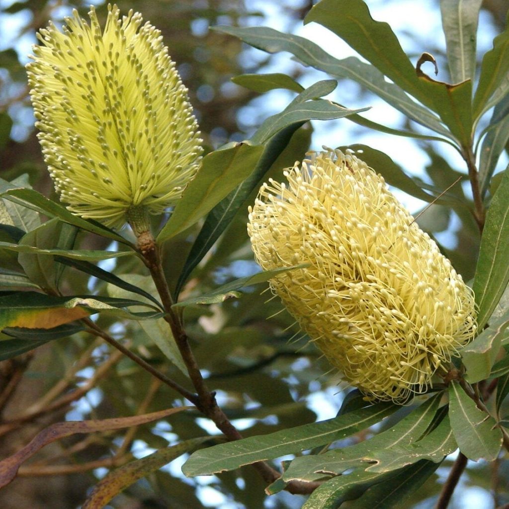 Banksia Integrifolia - Springvale Garden Centre