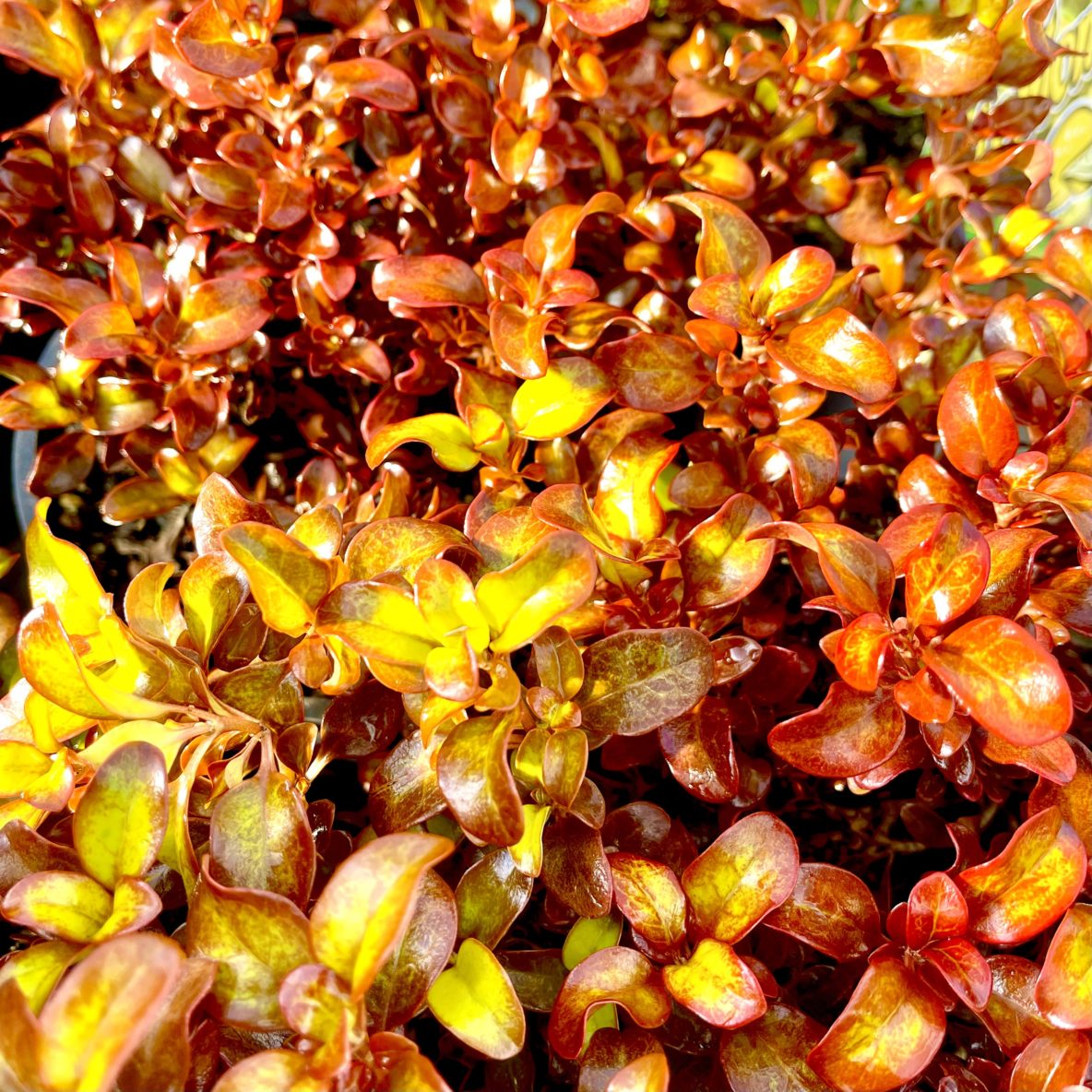 Coprosma Paradise Punch - Springvale Garden Centre