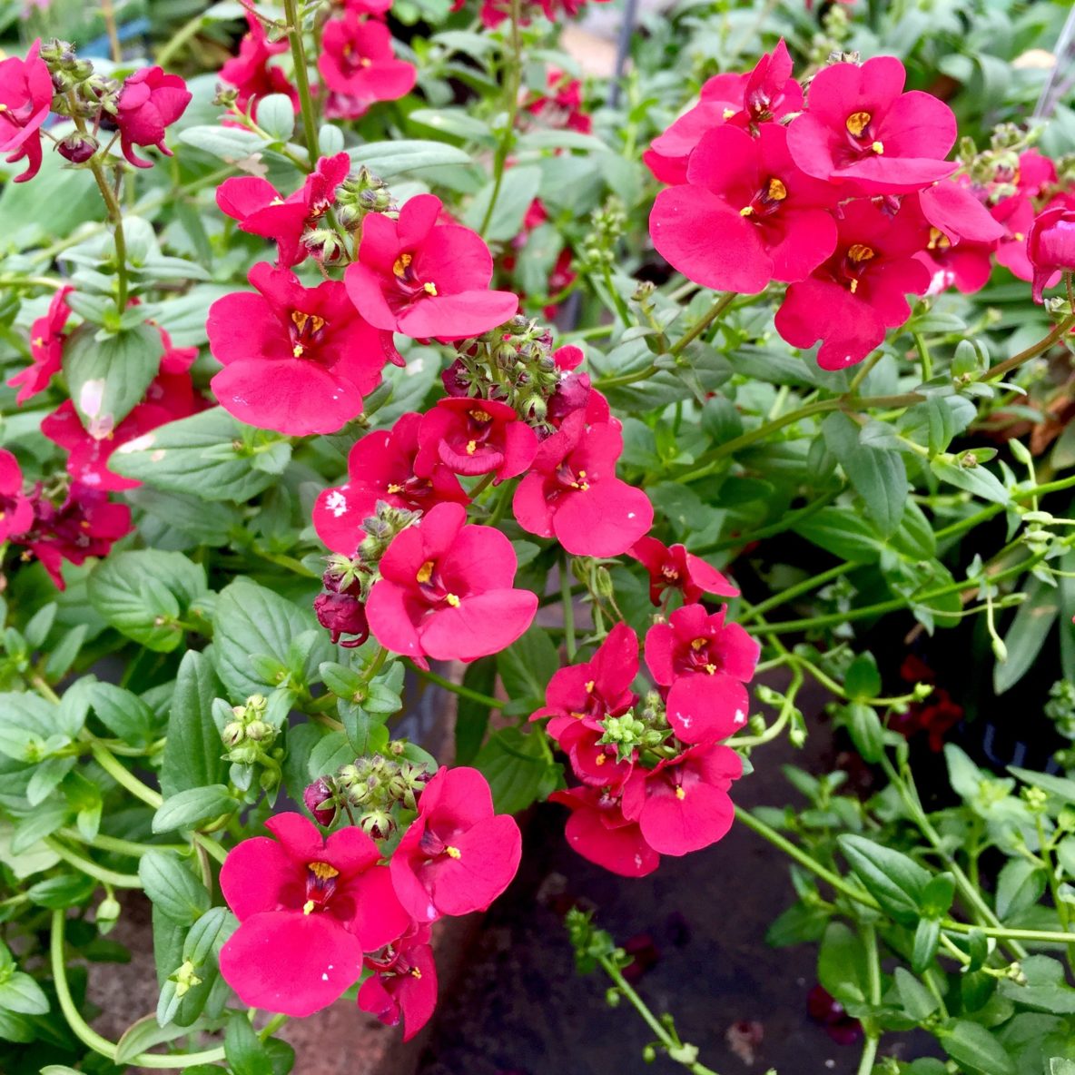 Diascia barberae 'Genta Ruby' - Springvale Garden Centre