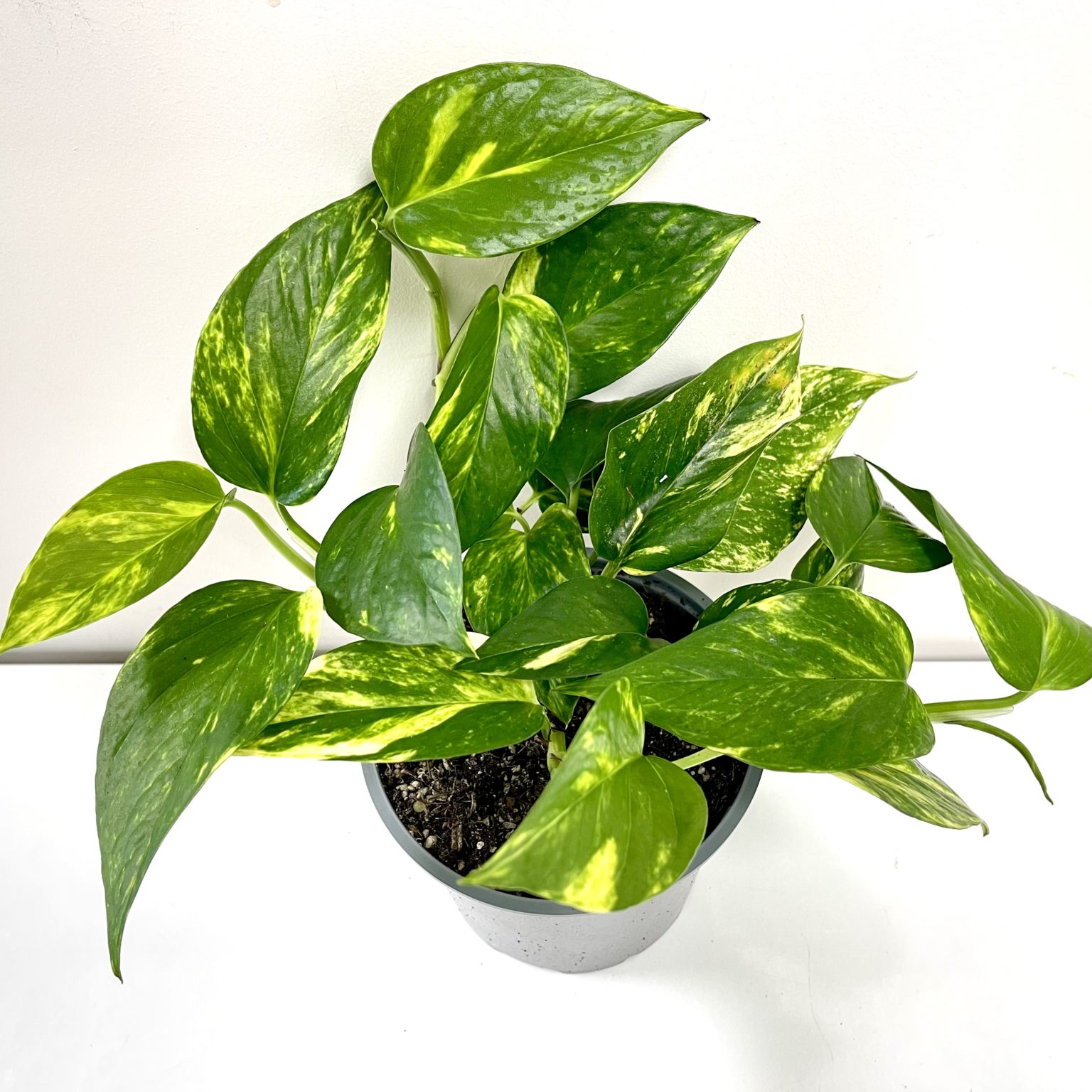 Epipremnum Golden 15cm - Springvale Garden Centre