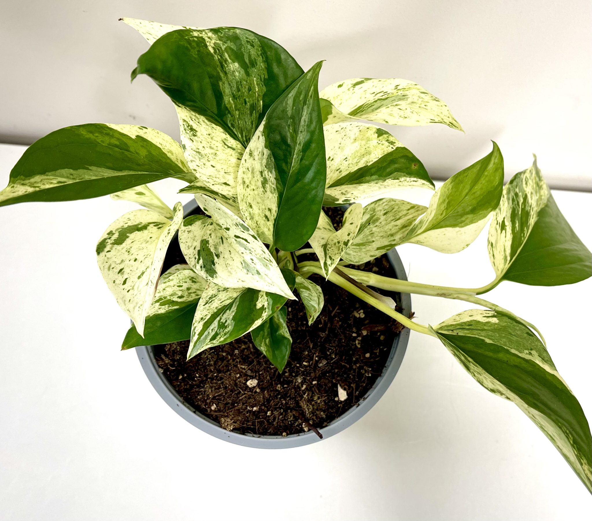 Epipremnum Marble 15cm - Springvale Garden Centre