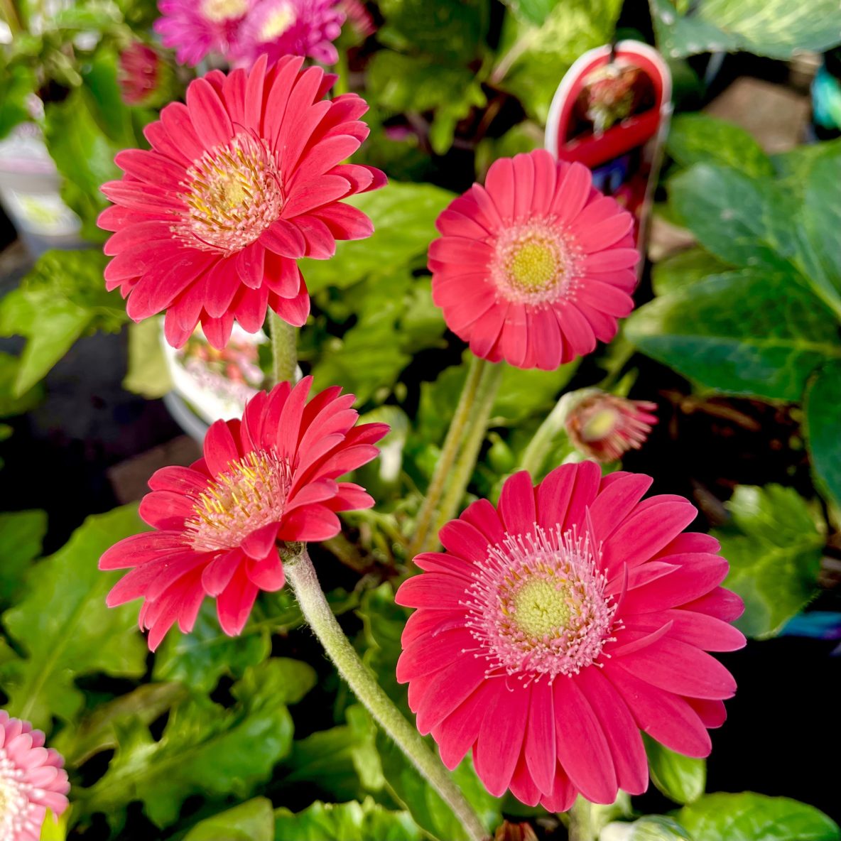 Gerbera garvinea 'Femmy' 1.5L - Springvale Garden Centre