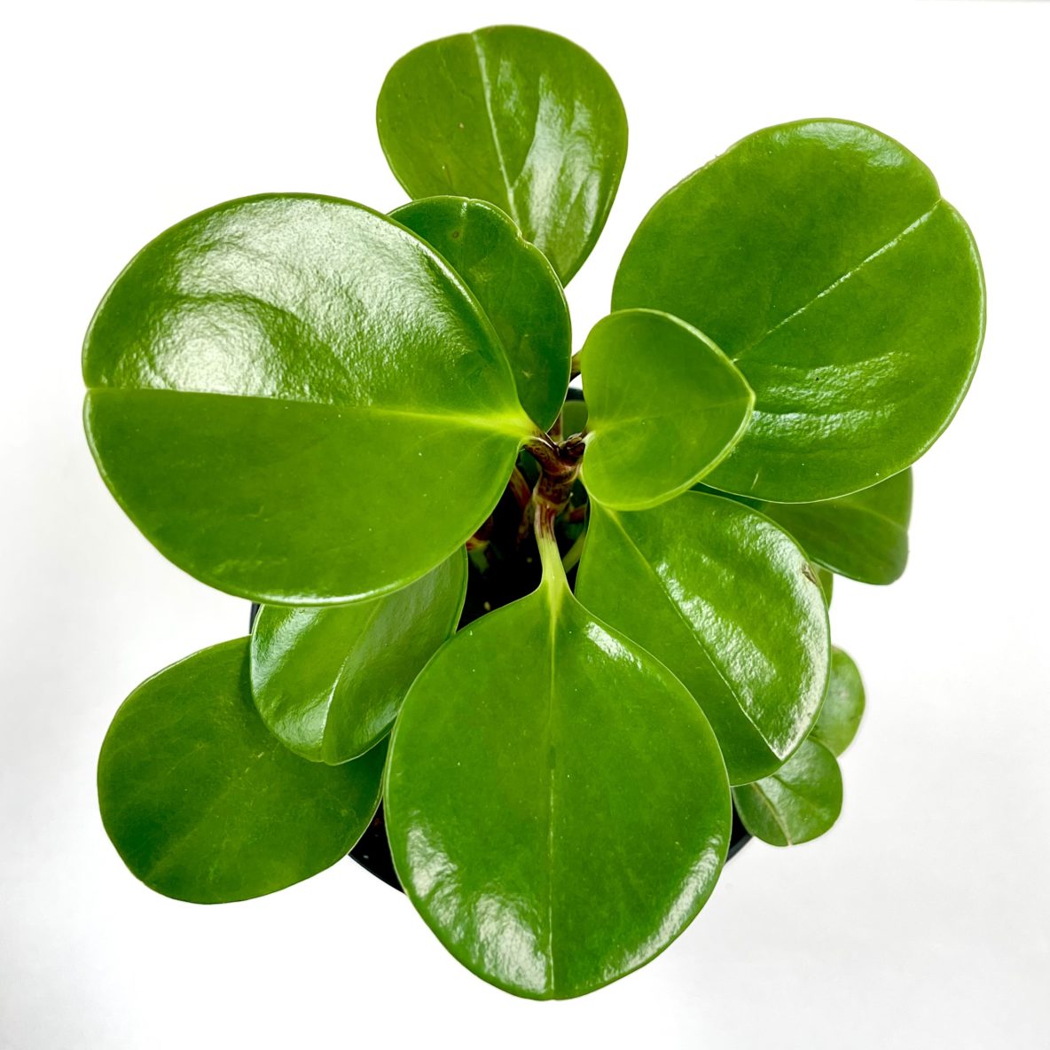Peperomia Jade 12cm - Springvale Garden Centre