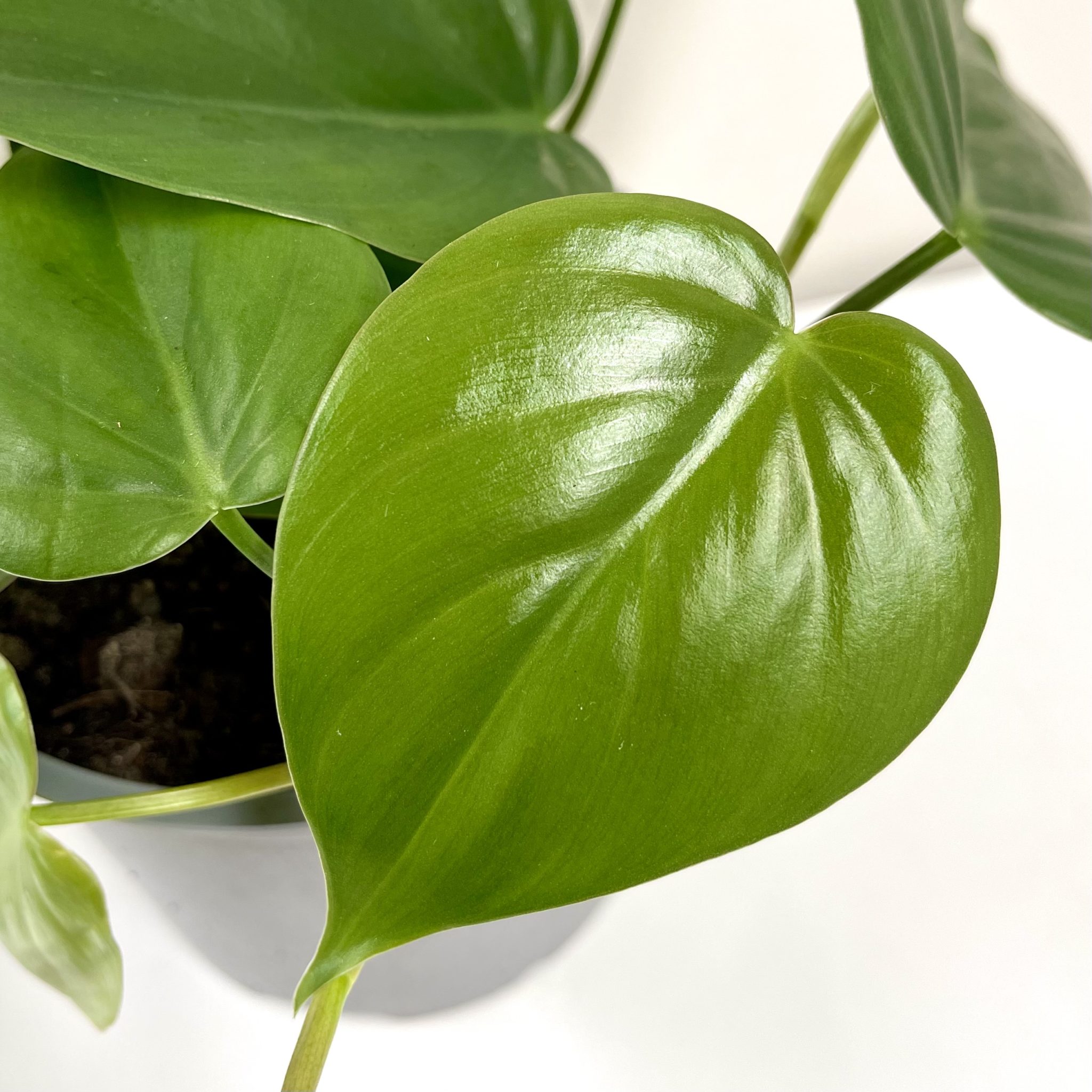 Philodendron Cordatum Green 15 - Springvale Garden Centre