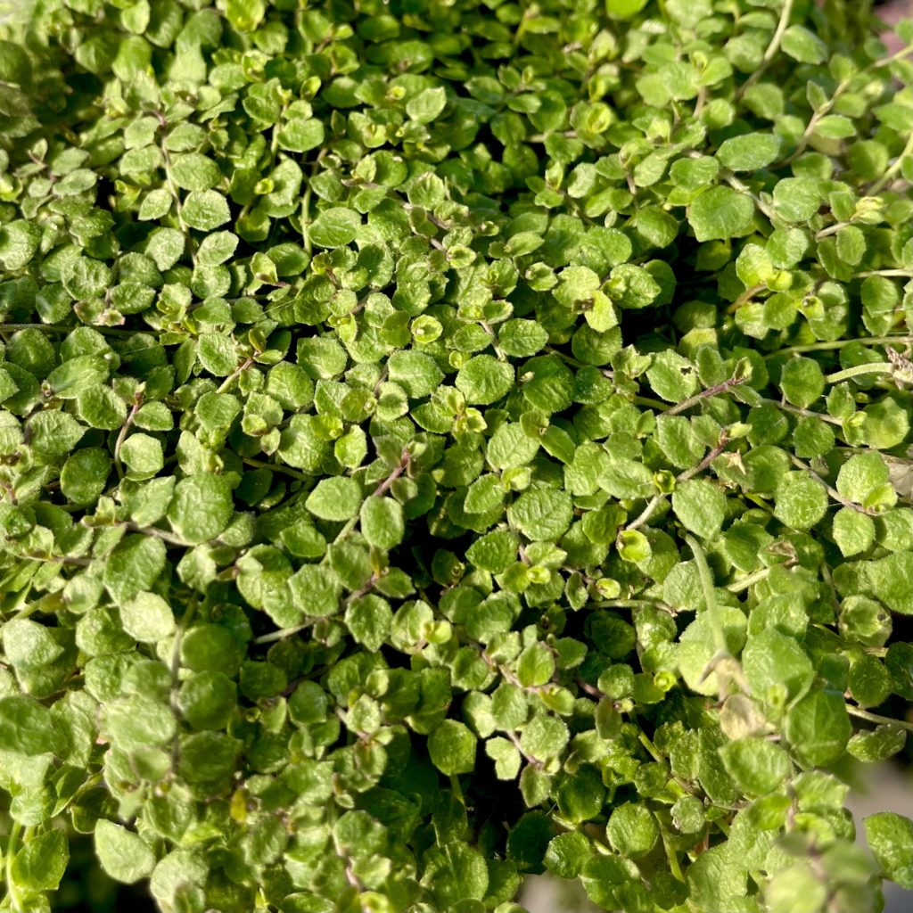 Pratia Puberula - Springvale Garden Centre