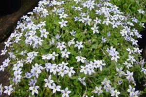 Pratia Puberula - Springvale Garden Centre