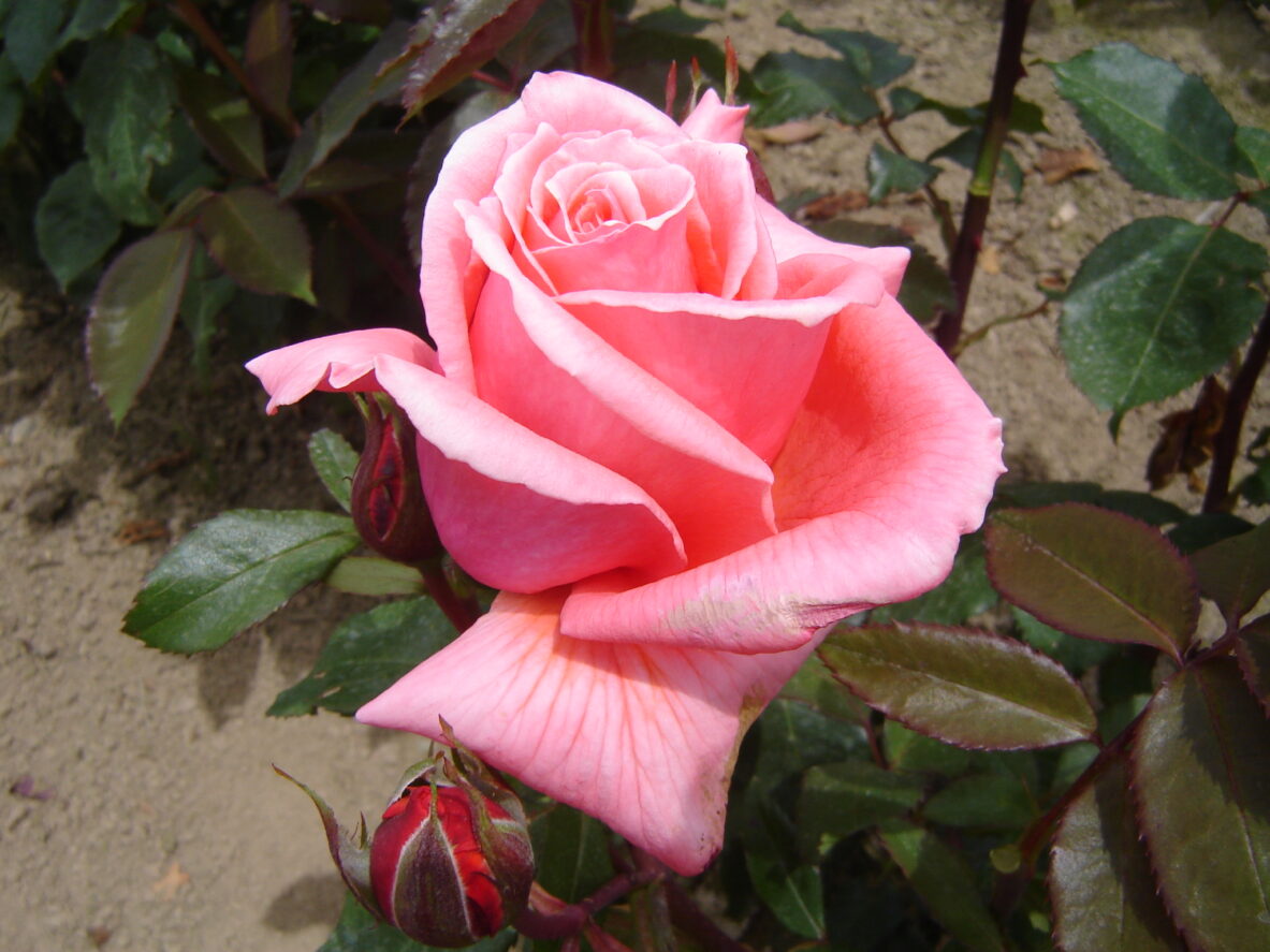 Rose Climber 'Leaping Salmon' - Springvale Garden Centre