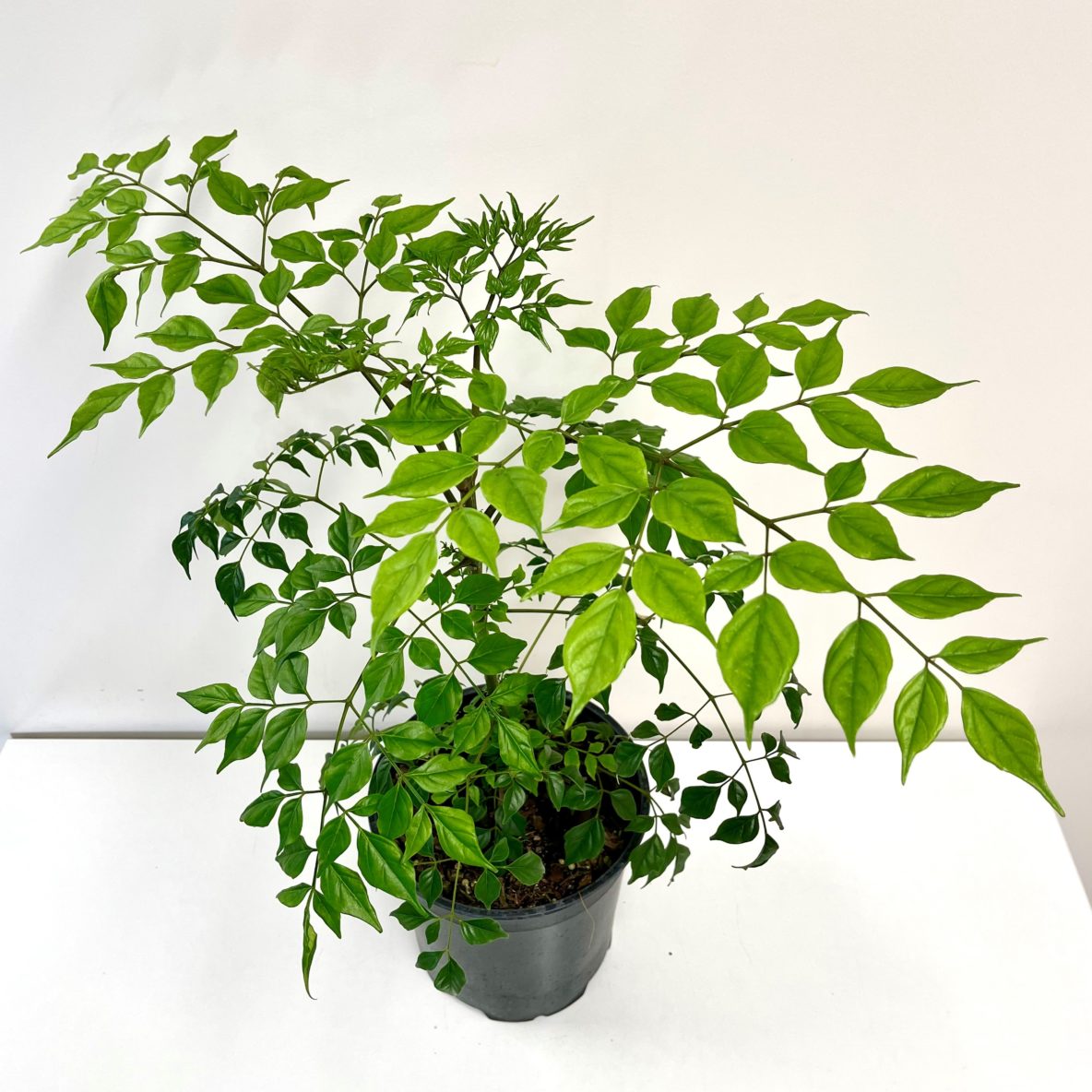 Radermachera Sinica 2.5lt - Springvale Garden Centre