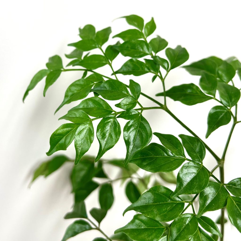 Radermachera sinica 2Lt - Springvale Garden Centre