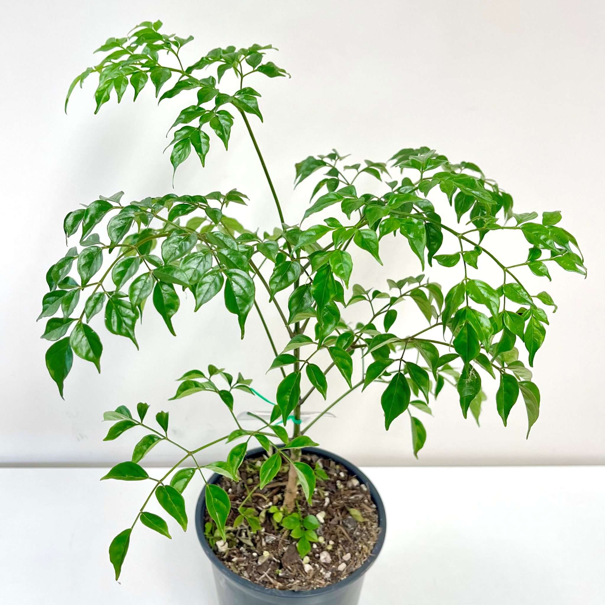 Radermachera sinica 2Lt - Springvale Garden Centre