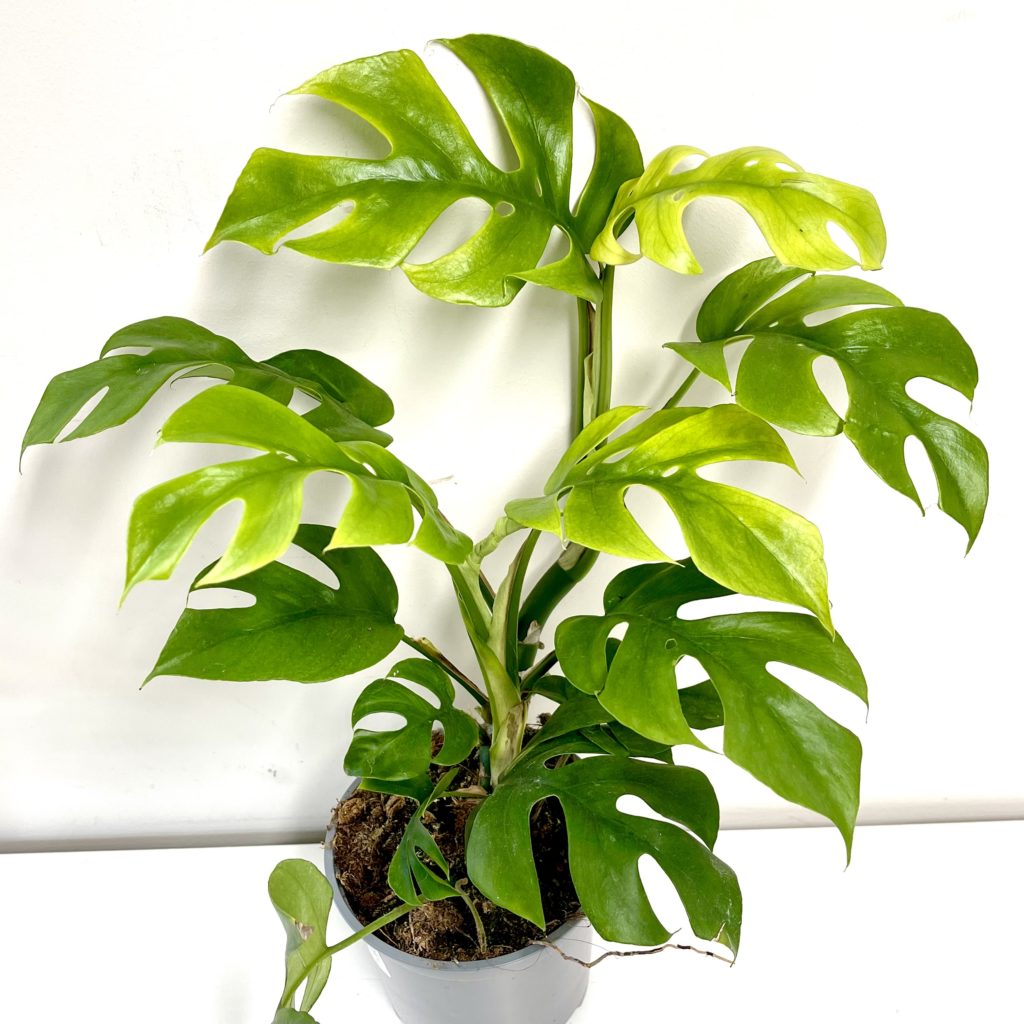Philodendron Minima 12cm - Springvale Garden Centre