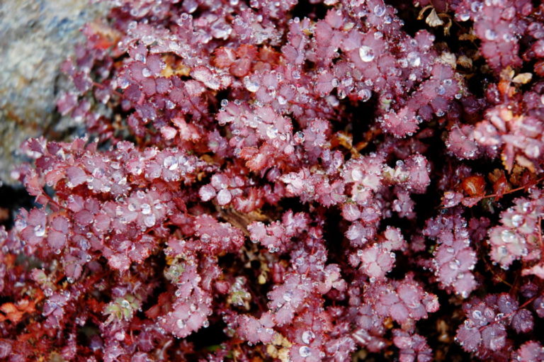 Acaena inermis 'Purpurea' 1.3L - Springvale Garden Centre
