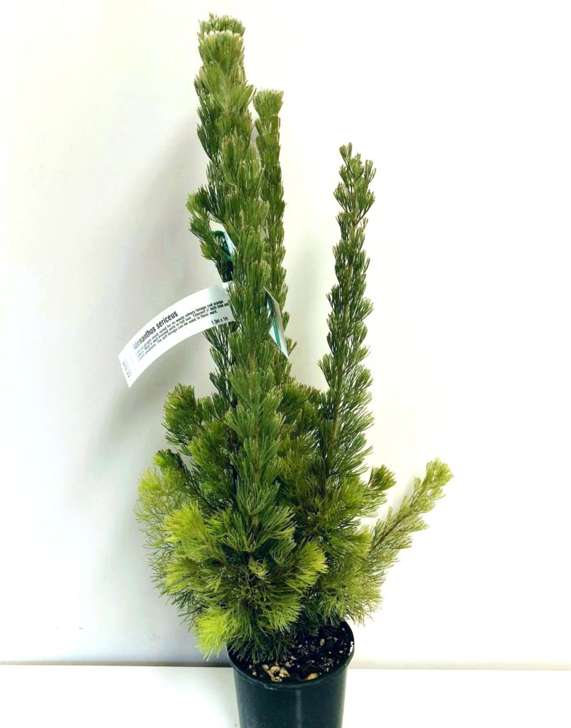 Adenanthos sericeus - Springvale Garden Centre