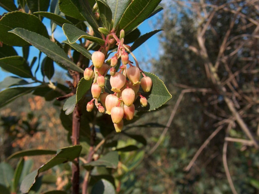 Arbutus Unedo - Springvale Garden Centre