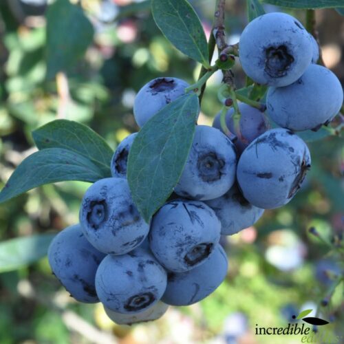 Blueberry Maru 1.9Ltr - Springvale Garden Centre