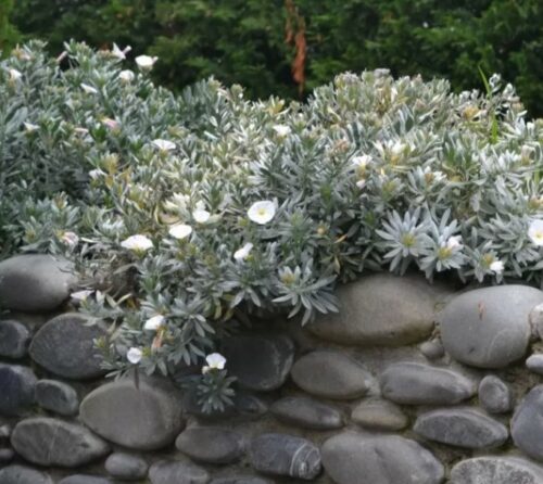 Convolvulus Cneorum - Springvale Garden Centre