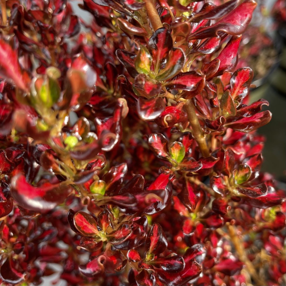 Coprosma Pacific Sunset - Springvale Garden Centre