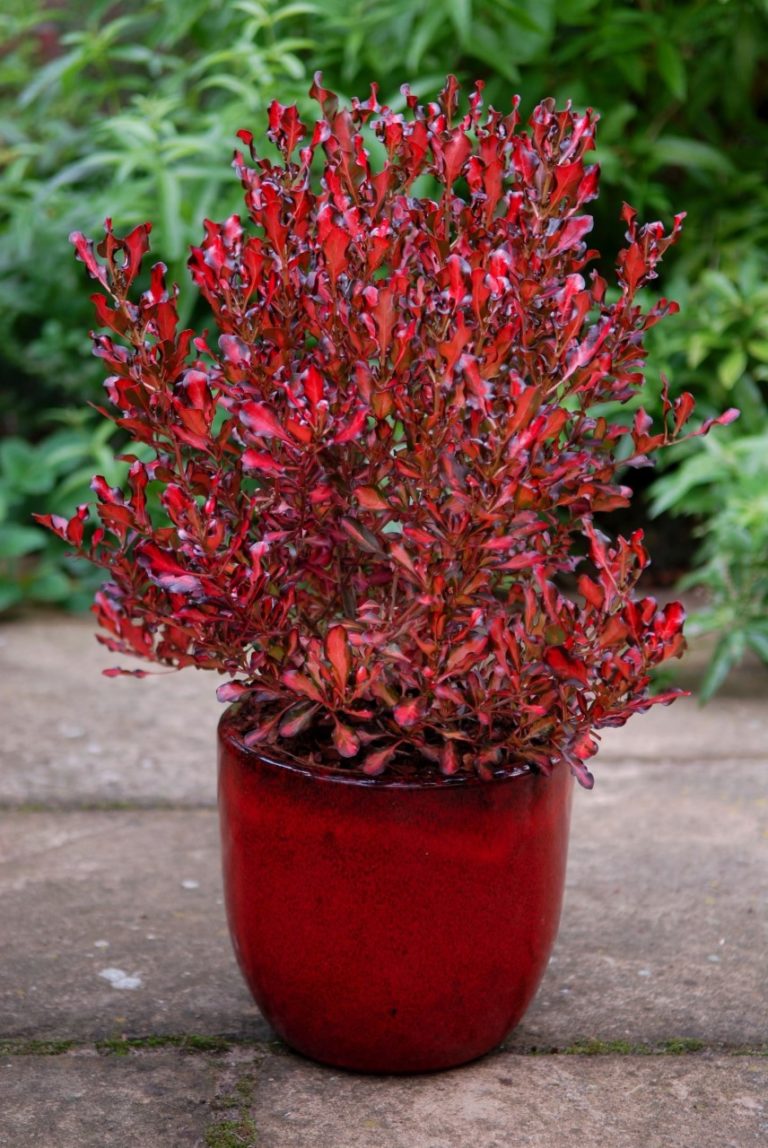 Coprosma Pacific Sunset - Springvale Garden Centre
