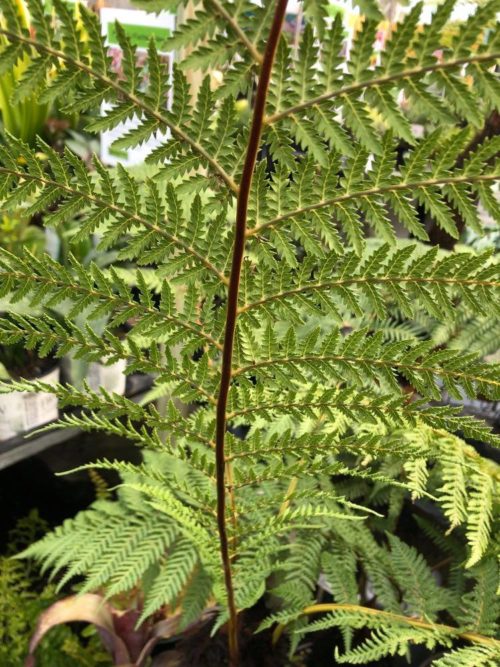 Dicksonia Fibrosa 8.5L - Springvale Garden Centre