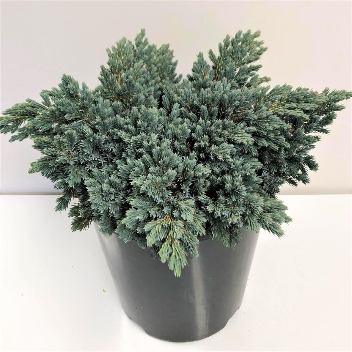 Juniperus Blue Star - Springvale Garden Centre