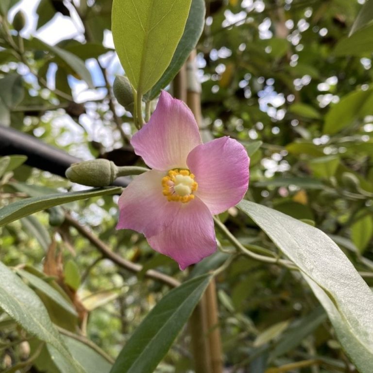 Lagunaria Pattersonii - Springvale Garden Centre