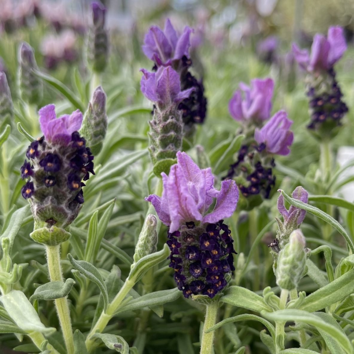 Lavender Purpleberry Ruffles - Springvale Garden Centre