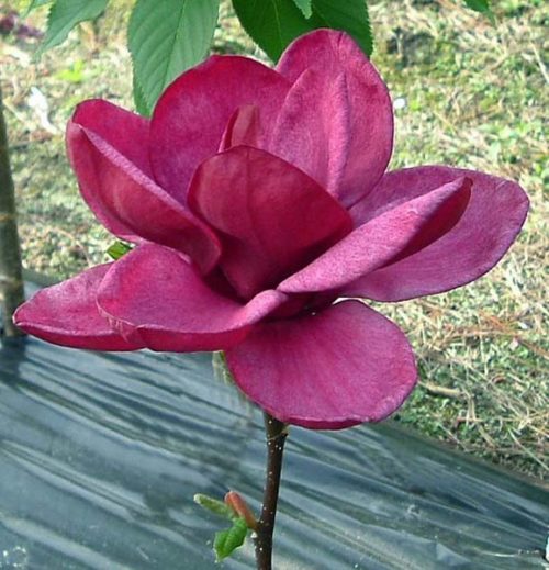 Magnolia Genie - Springvale Garden Centre