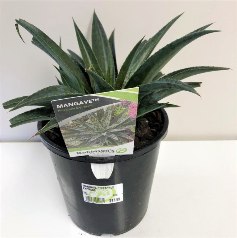 Mangave 'Pineapple Express' - Springvale Garden Centre