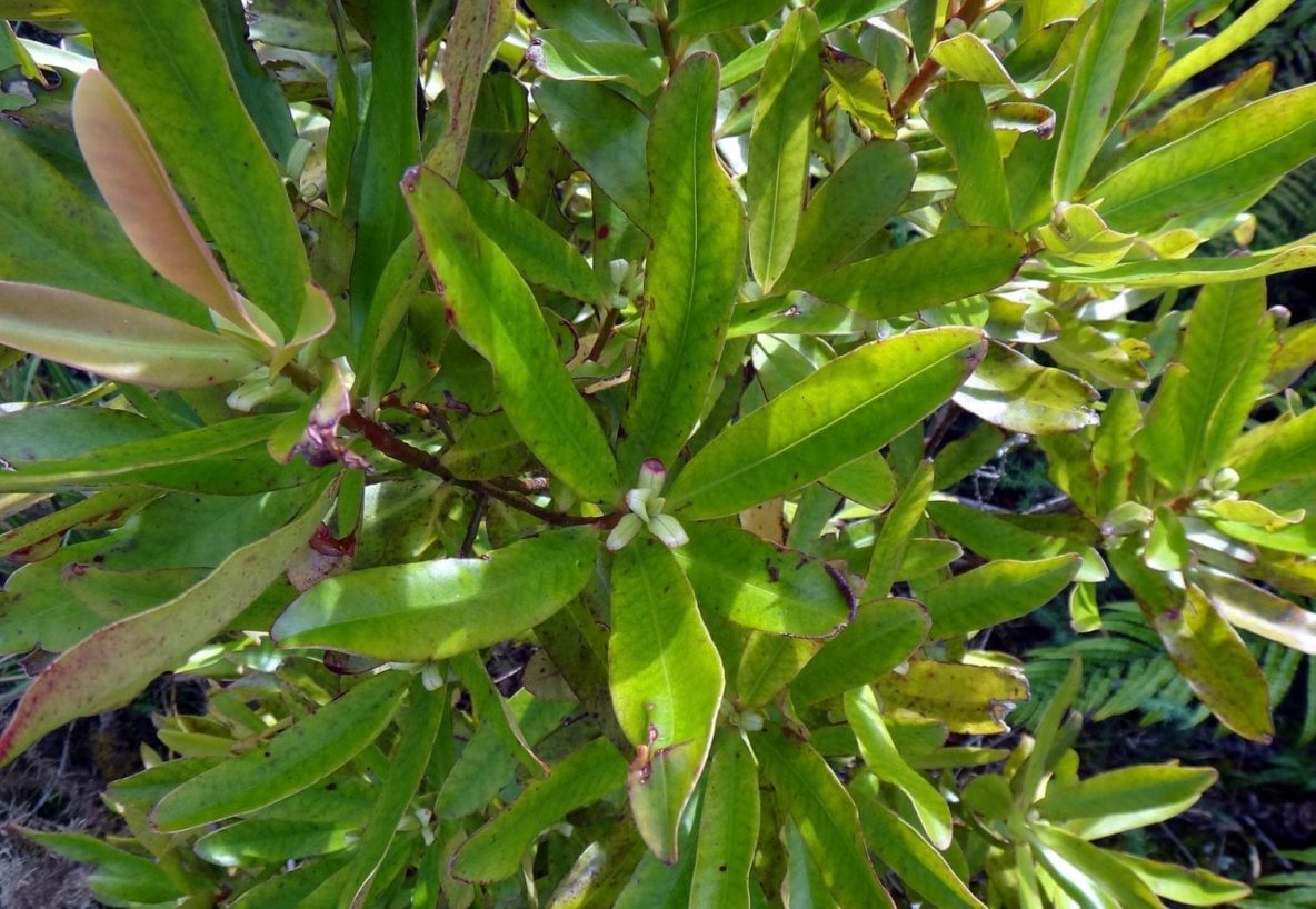 Myrsine Salicina - Springvale Garden Centre