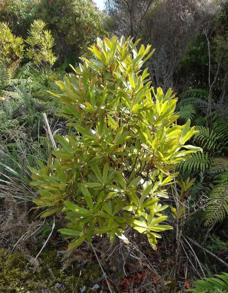 Myrsine Salicina - Springvale Garden Centre