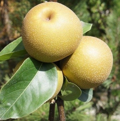 Nashi Kosui - Springvale Garden Centre