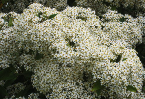 Olearia Cheesemanii - Springvale Garden Centre